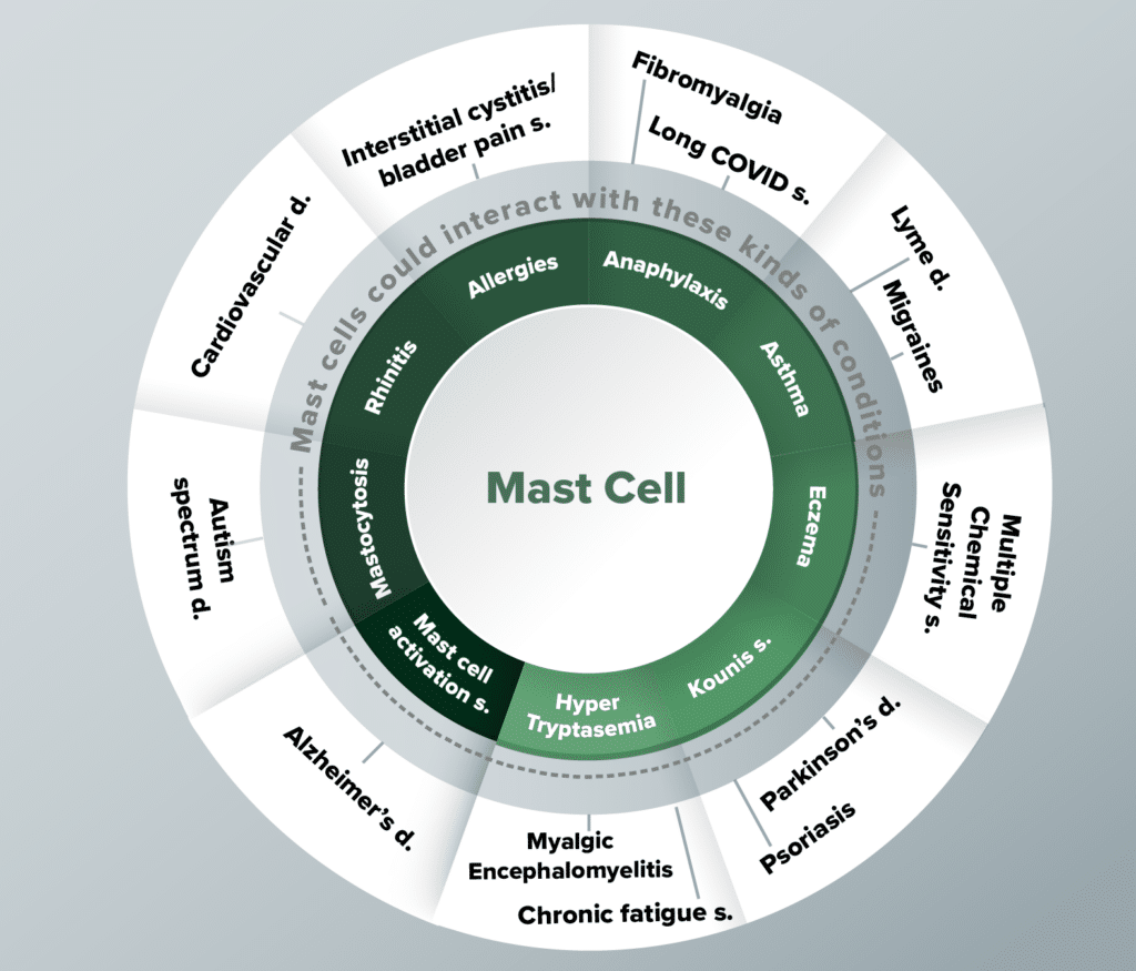 The Role of Mast Cells in Allergic and Inflammatory Processes - Algonot